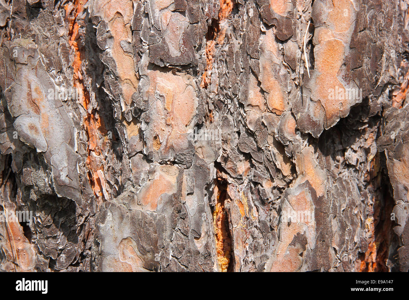 Fichte rinde close up -Fotos und -Bildmaterial in hoher Auflösung – Alamy
