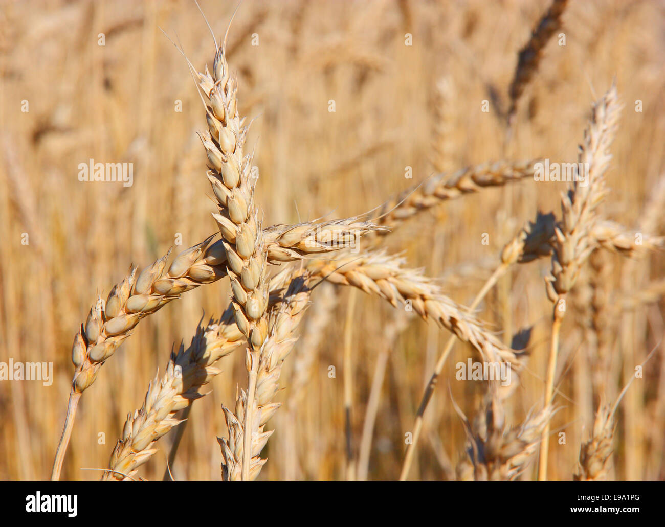 Fields of wheat -Fotos und -Bildmaterial in hoher Auflösung – Alamy