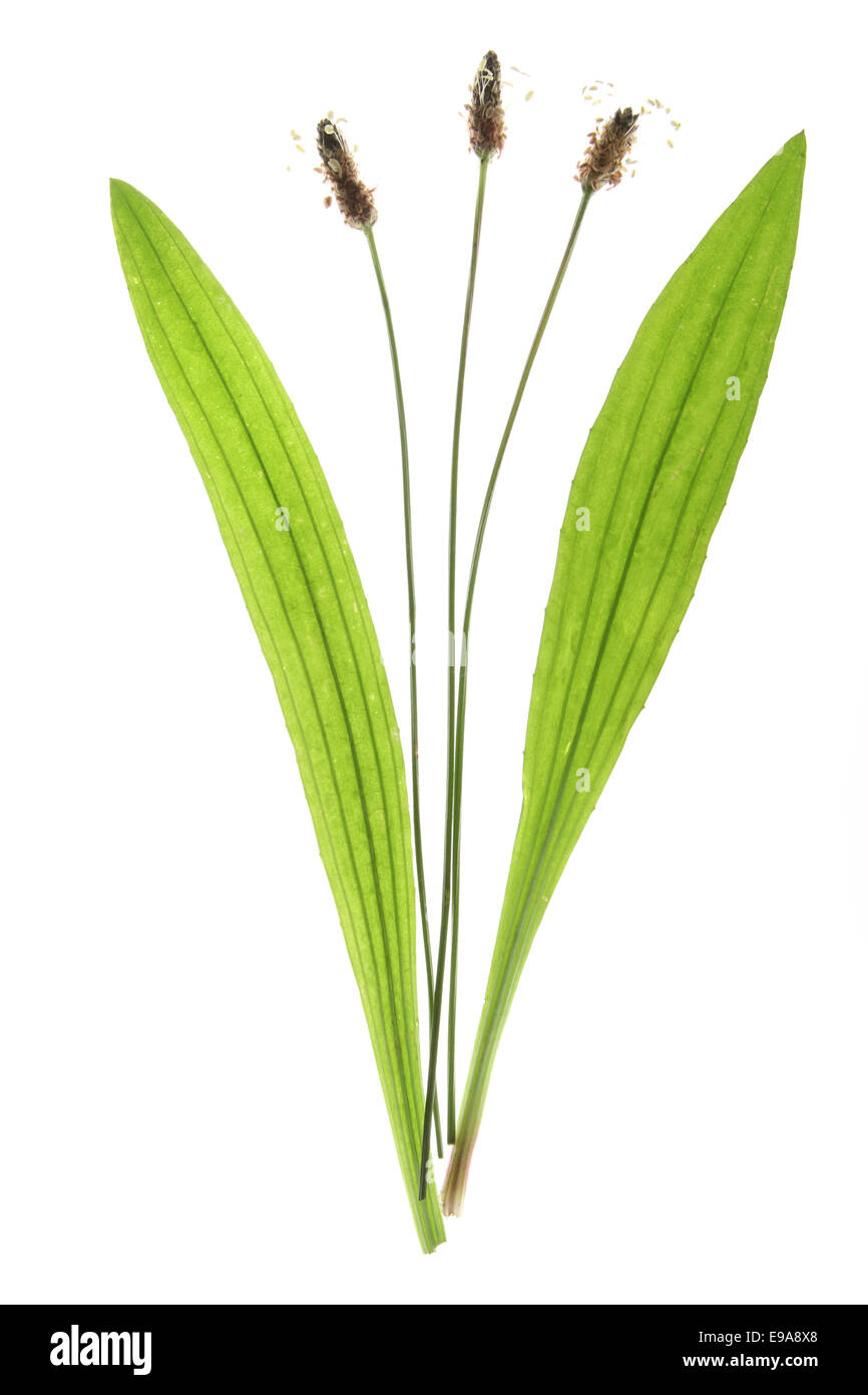 Plantago lanceolata -Fotos und -Bildmaterial in hoher Auflösung – Alamy