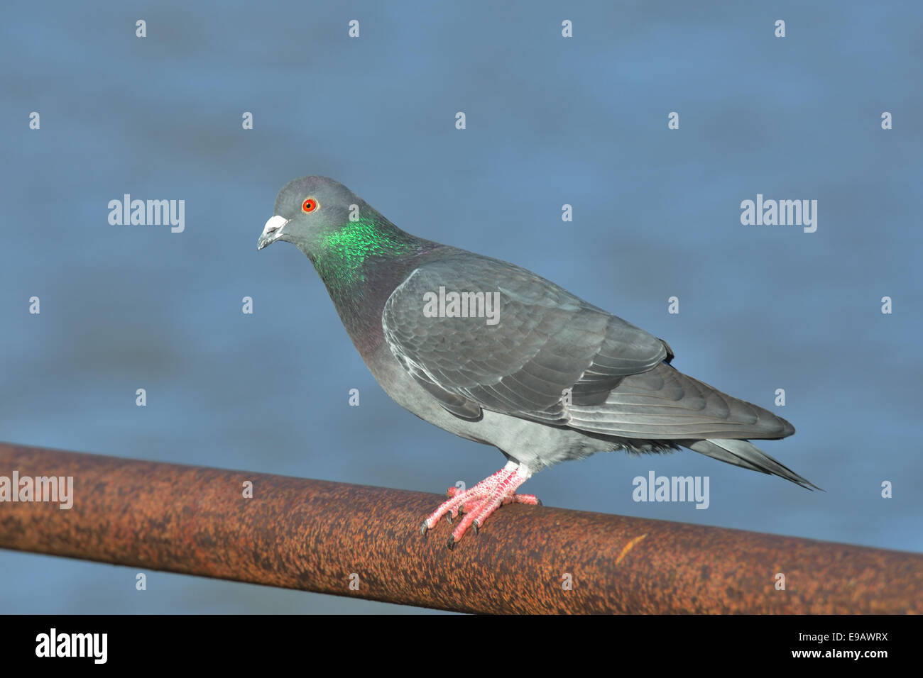 Bunte wildtaube -Fotos und -Bildmaterial in hoher Auflösung – Alamy