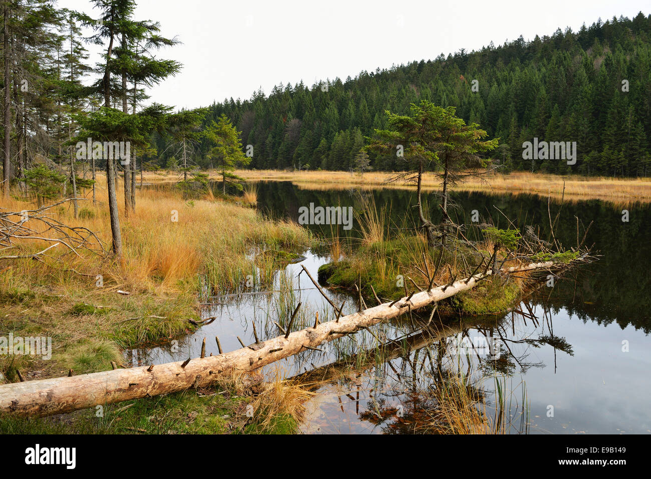 Toter Baum, Herbst in der Biotope Kleiner Arbersee Nature Reserve ...
