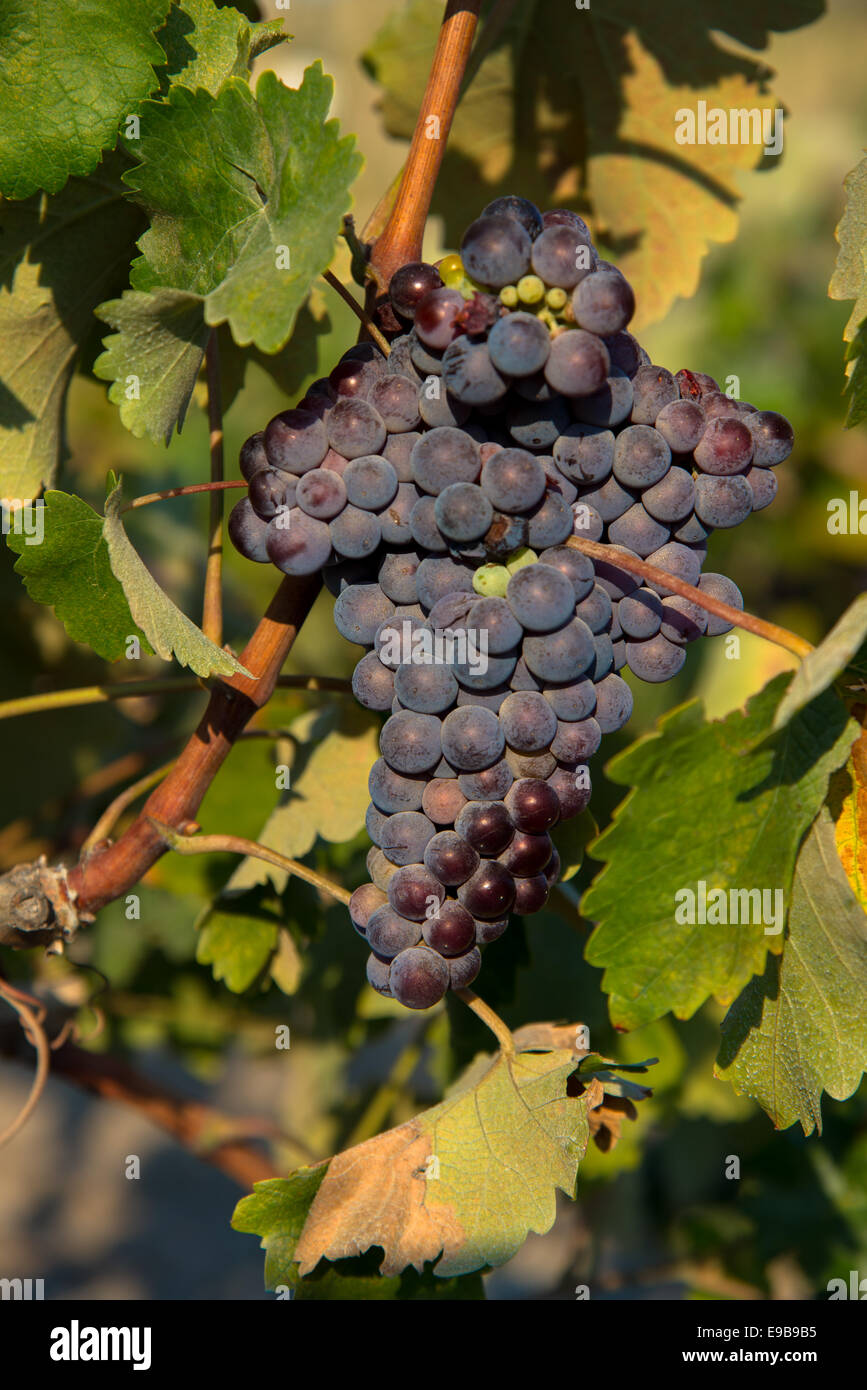 Griechische weintrauben feld -Fotos und -Bildmaterial in hoher ...