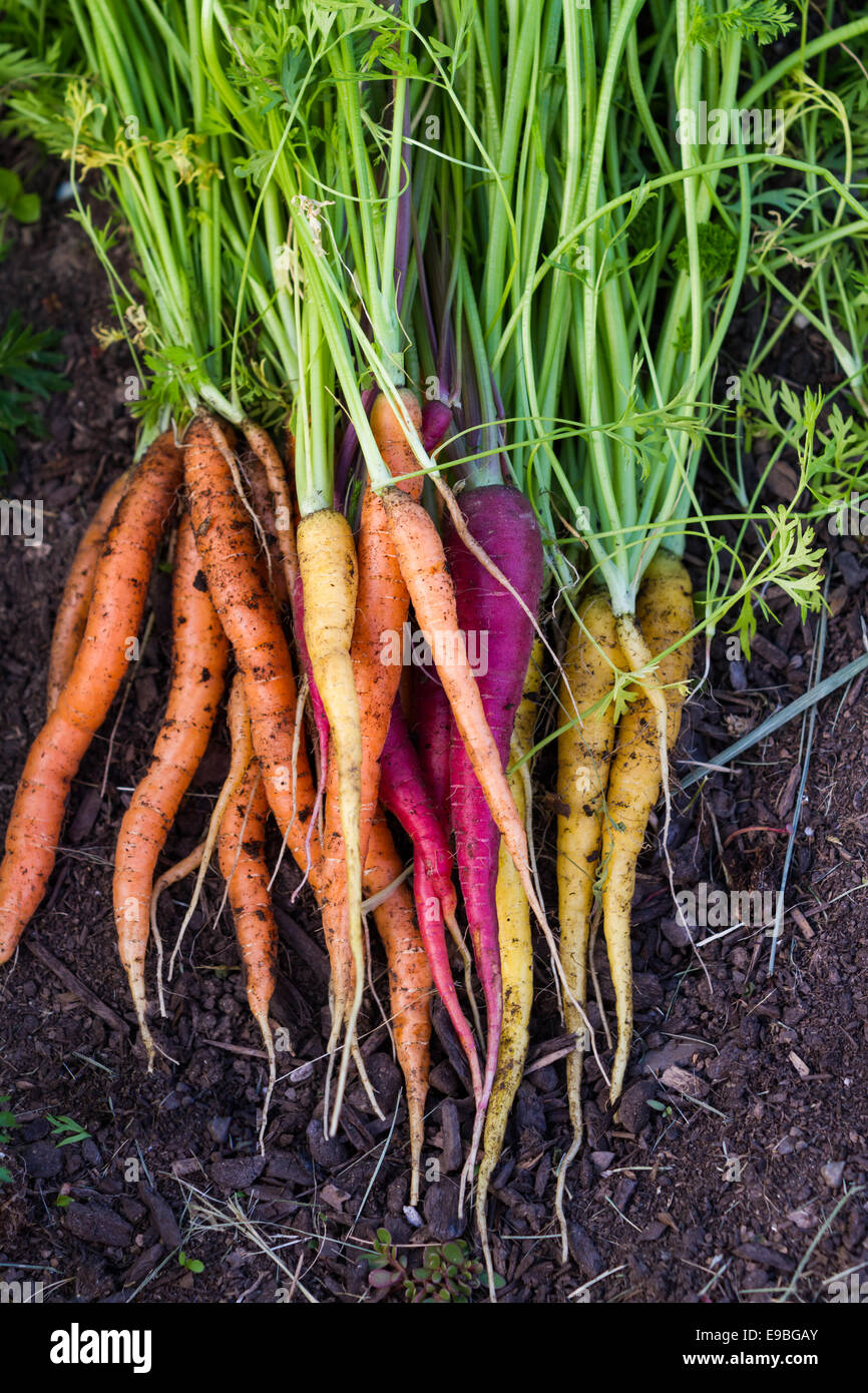 Purple carrots -Fotos und -Bildmaterial in hoher Auflösung - Seite 2 ...