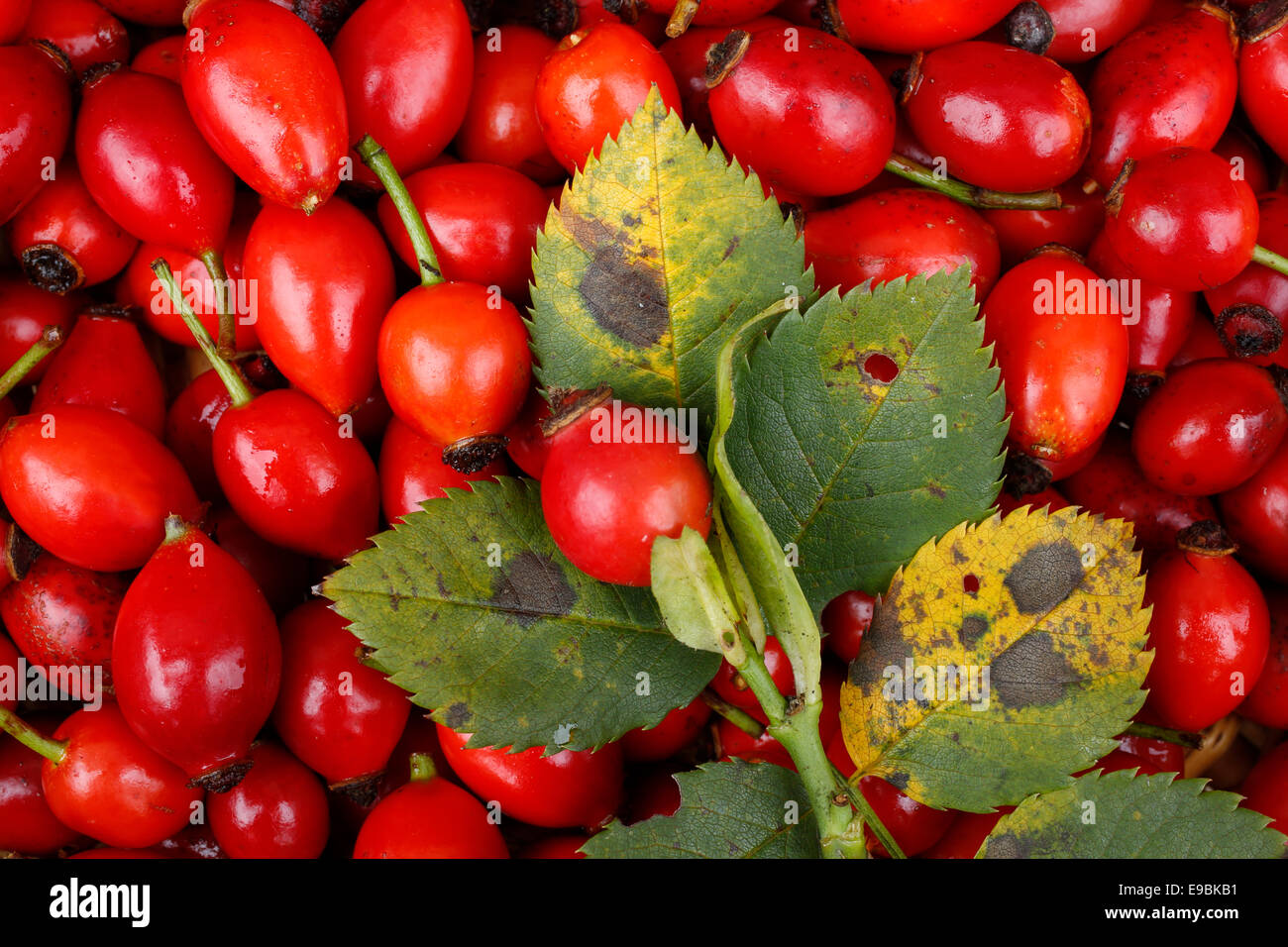 Hund rose rosa canina -Fotos und -Bildmaterial in hoher Auflösung – Alamy