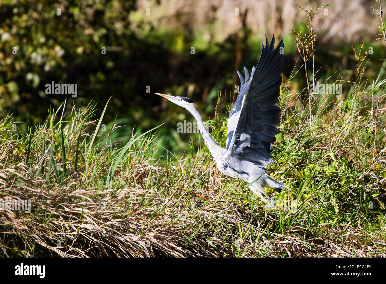Cotswold water park -Fotos und -Bildmaterial in hoher Auflösung – Alamy