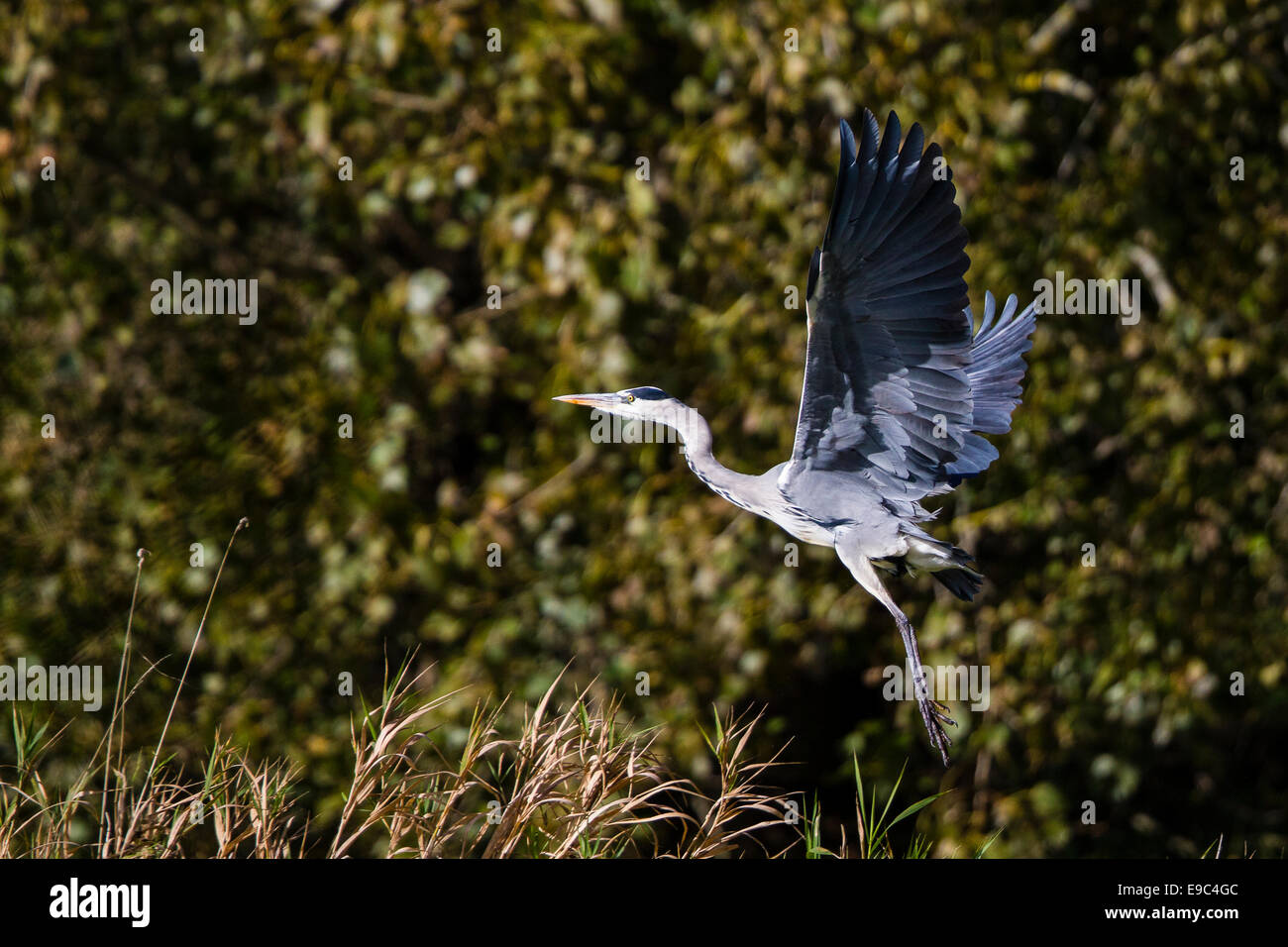 Cotswold water park -Fotos und -Bildmaterial in hoher Auflösung – Alamy