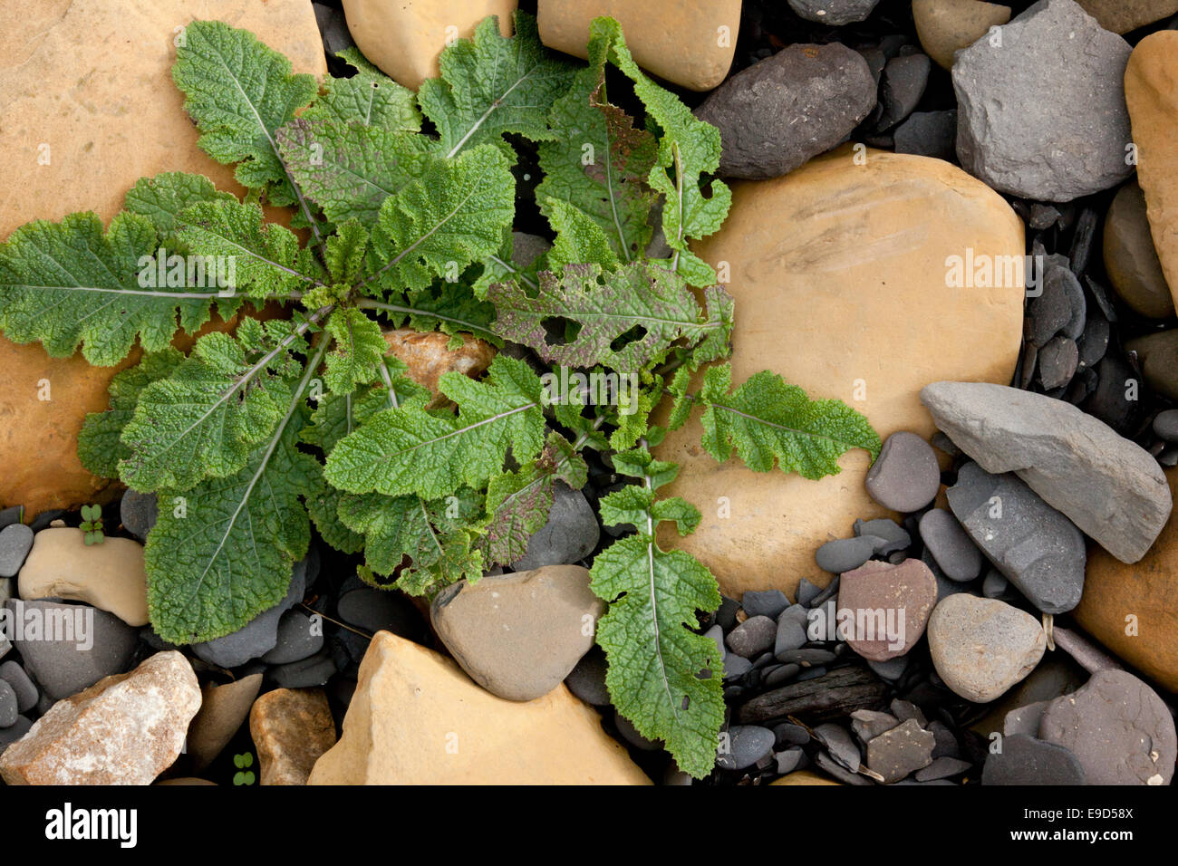 Pflanze zwischen felsen -Fotos und -Bildmaterial in hoher Auflösung – Alamy