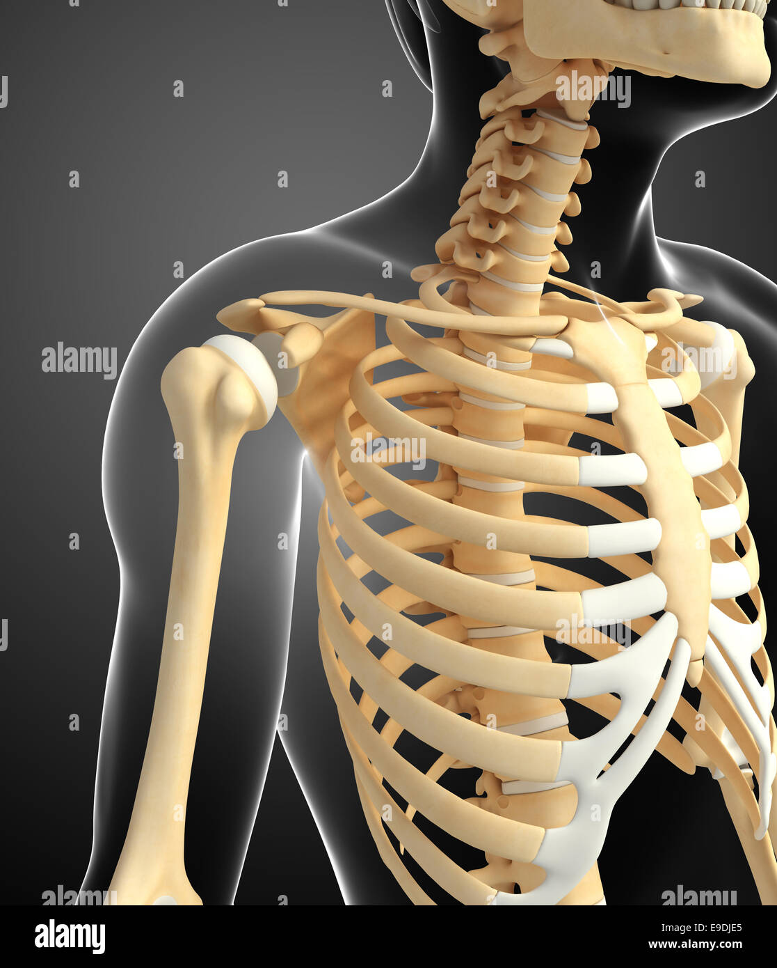 Illustration der Schulter Skelett Stockfotografie - Alamy