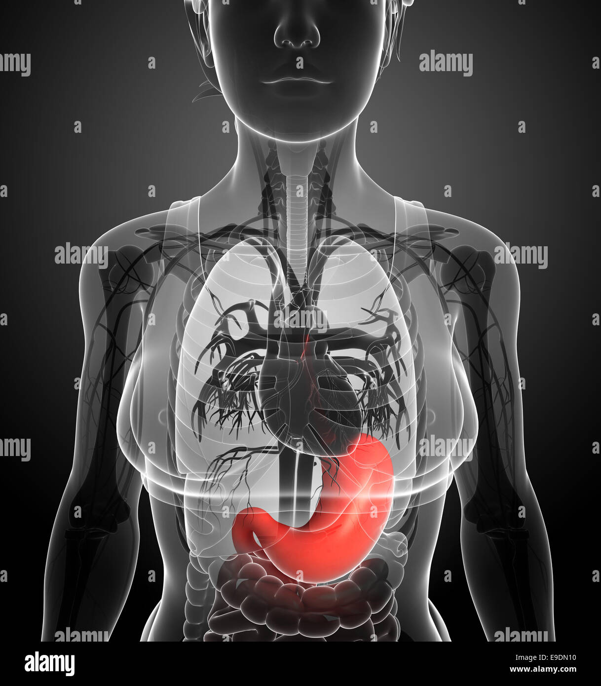 Darstellung der weiblichen Magen Anatomie Stockfotografie - Alamy