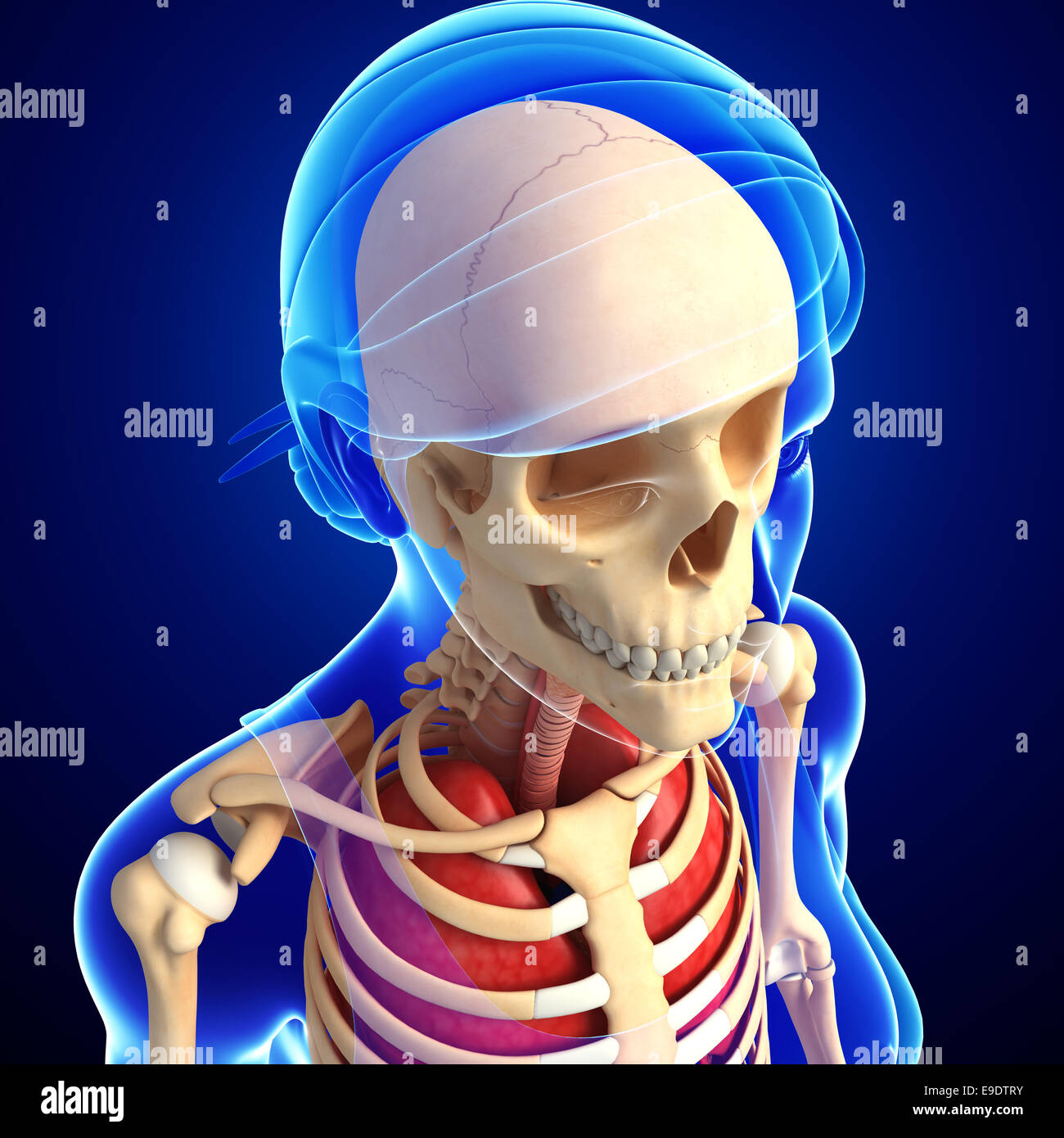 Abbildung der menschlichen Kopf Anatomie Stockfotografie - Alamy