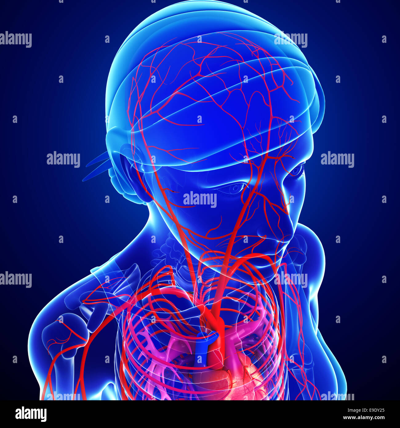 Kopf venen arterien -Fotos und -Bildmaterial in hoher Auflösung – Alamy