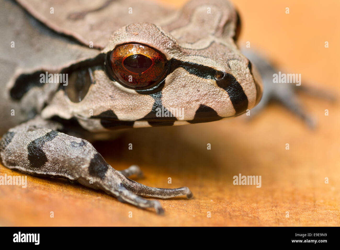 Smokey Dschungel Frosch auf einem Blatt im Regenwald Amazonas, Peru ...