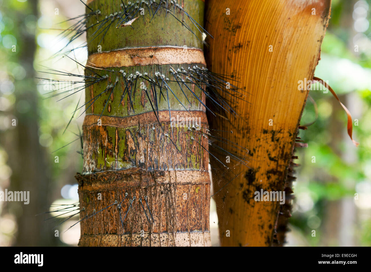 Fin stacheln -Fotos und -Bildmaterial in hoher Auflösung – Alamy