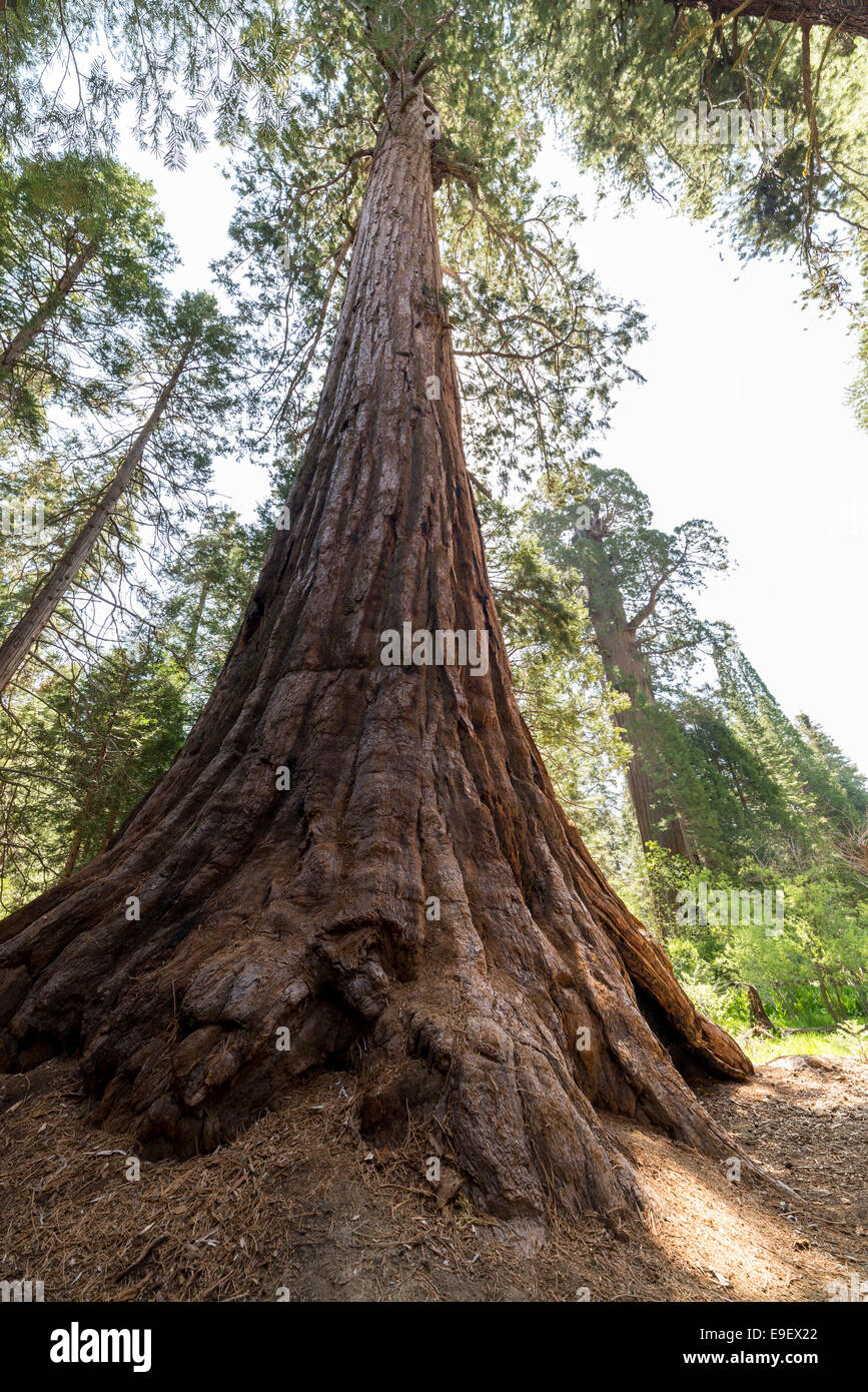 Giant sequoia tree -Fotos und -Bildmaterial in hoher Auflösung – Alamy