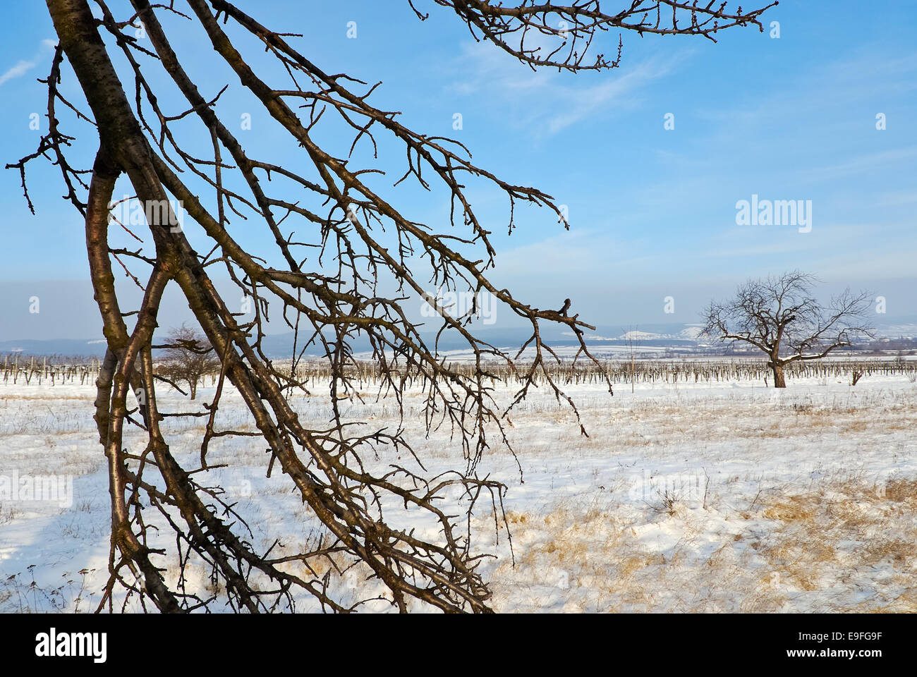 Winter cherry tree -Fotos und -Bildmaterial in hoher Auflösung – Alamy