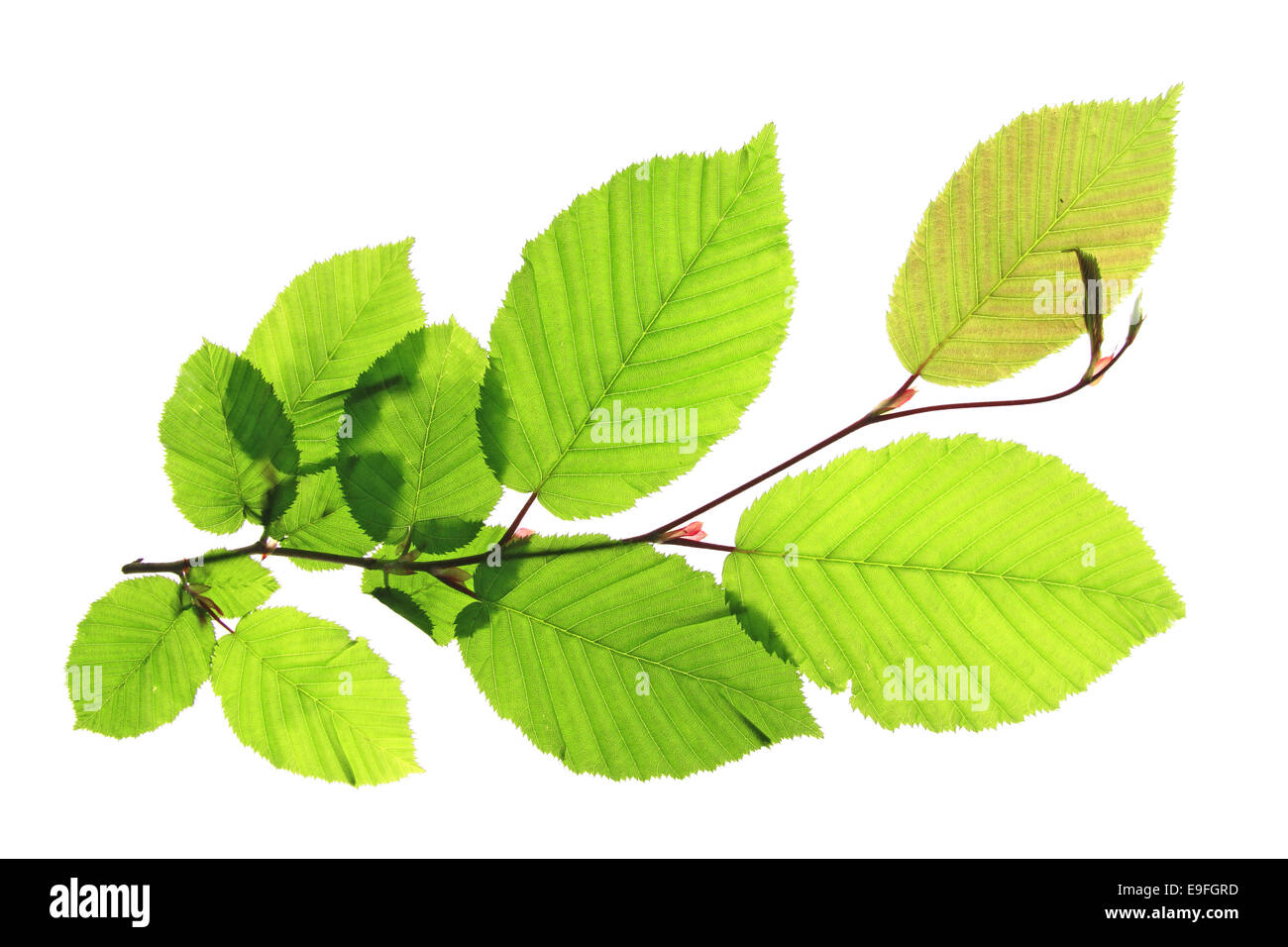 Baum der Hainbuche (Carpinus Betulus Stockfotografie - Alamy