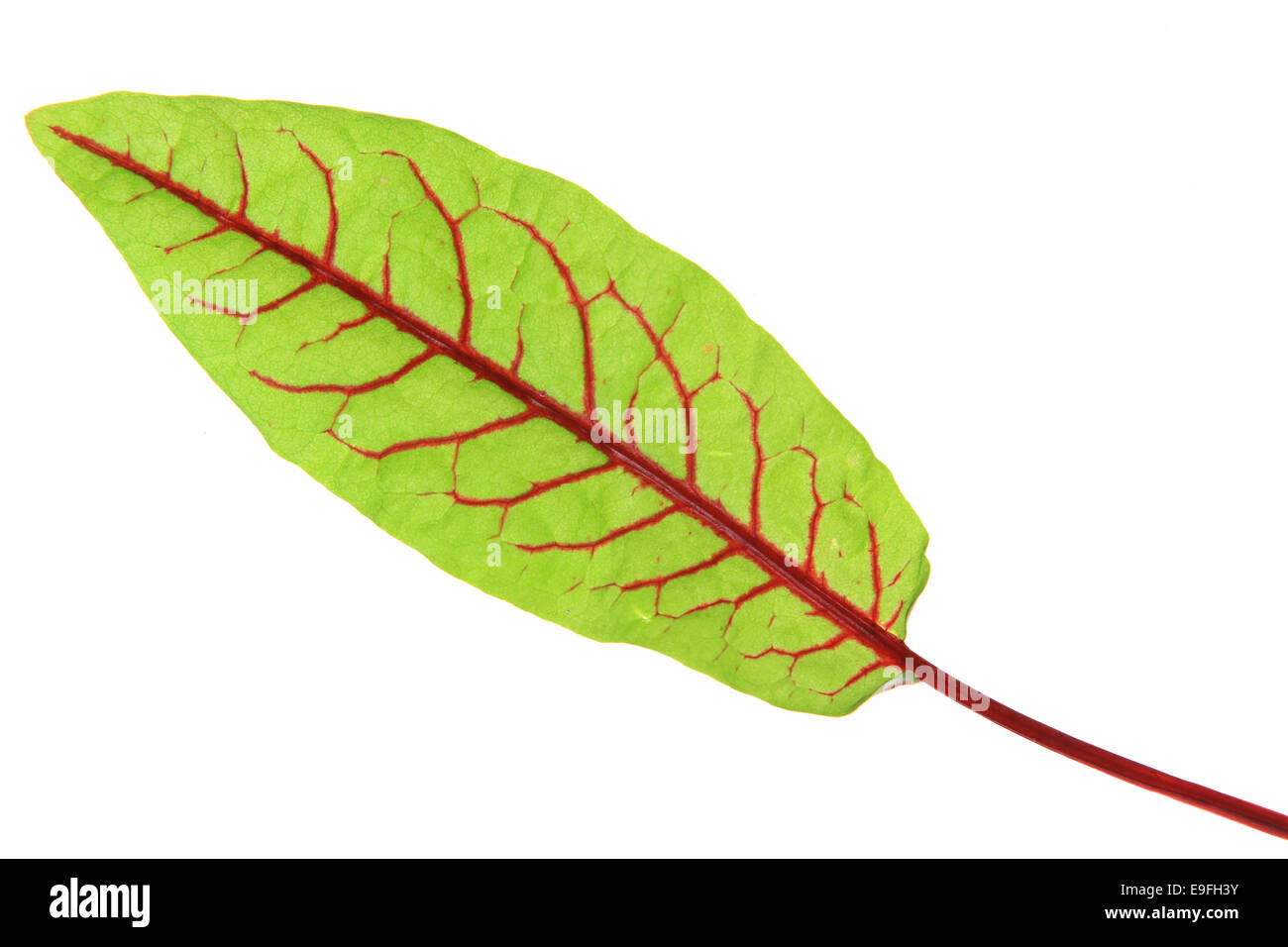 Sauerklee rumex sanguineus -Fotos und -Bildmaterial in hoher Auflösung ...