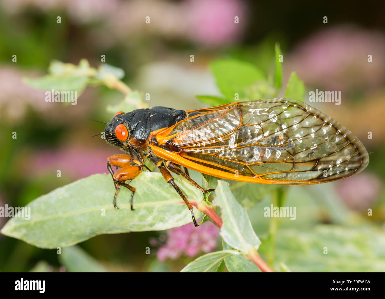 Zikaden seitenansicht -Fotos und -Bildmaterial in hoher Auflösung – Alamy