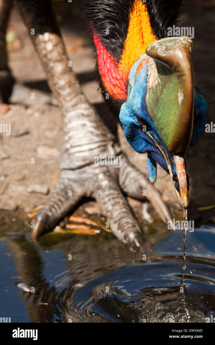 Single wattled cassowary -Fotos und -Bildmaterial in hoher Auflösung ...