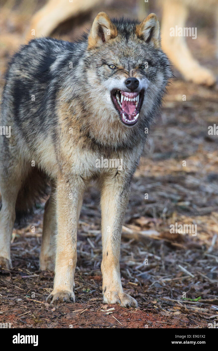 Alpha tier -Fotos und -Bildmaterial in hoher Auflösung – Alamy