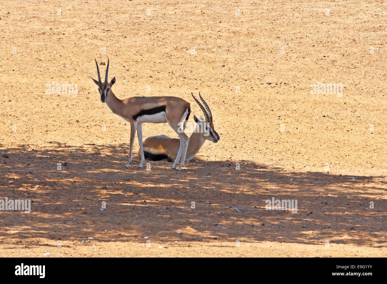Anmutige tiere -Fotos und -Bildmaterial in hoher Auflösung – Alamy