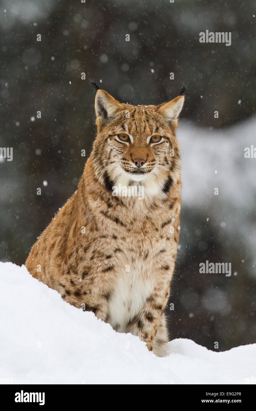 Eurasischer luchs luchs luchs -Fotos und -Bildmaterial in hoher ...