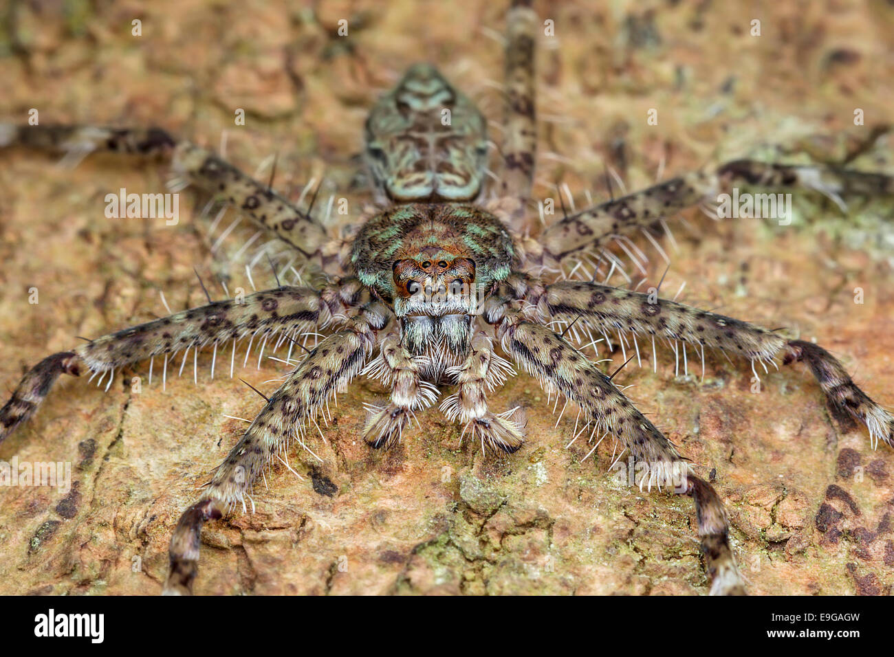 Huntsman Spinne (Heteropoda SP.) auf Baumstamm im tropischen Regenwald ...