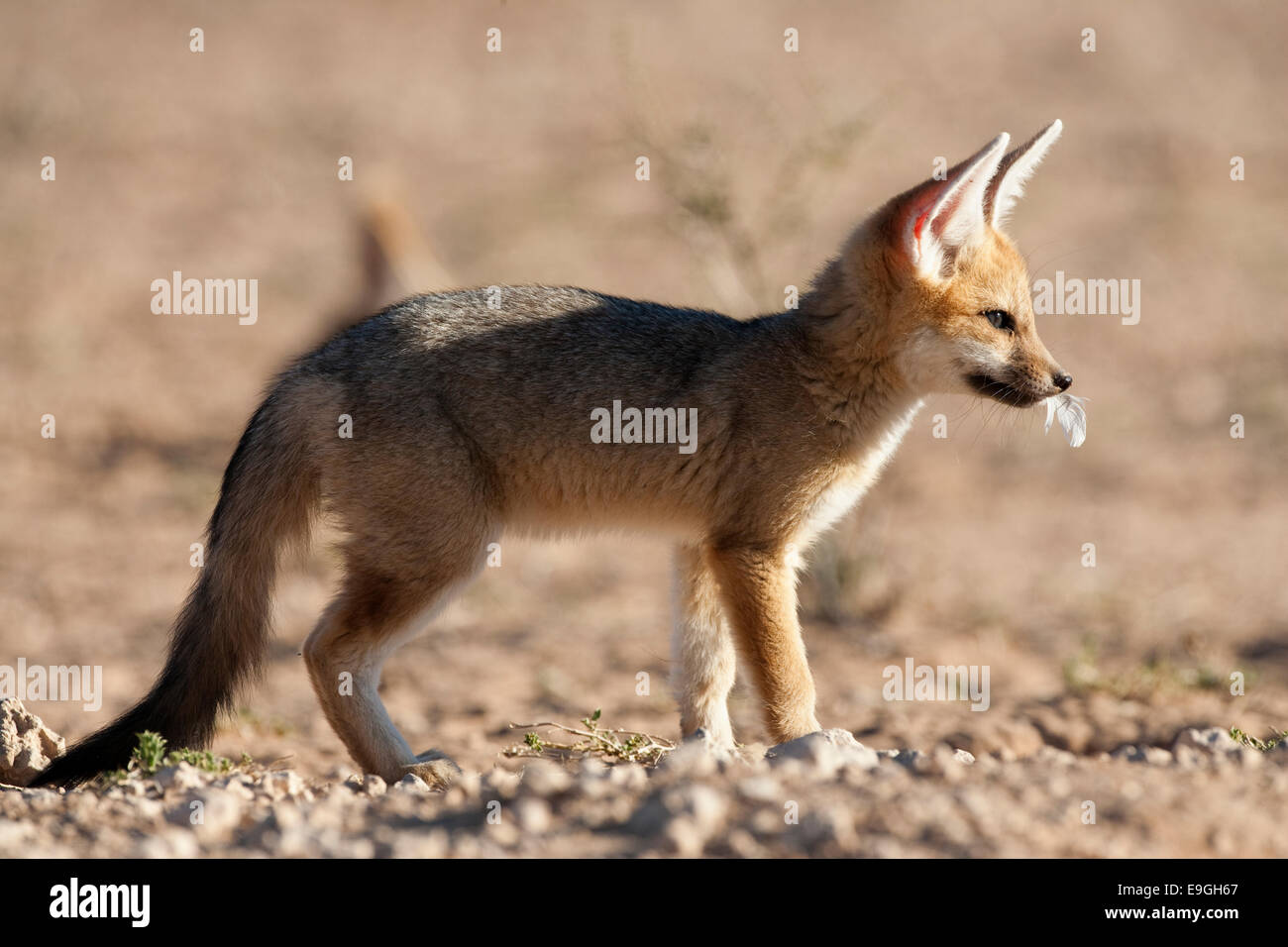Cape Fox Cub, Vulpes Chama, mit Feder, Kgalagadi Transfrontier Park ...