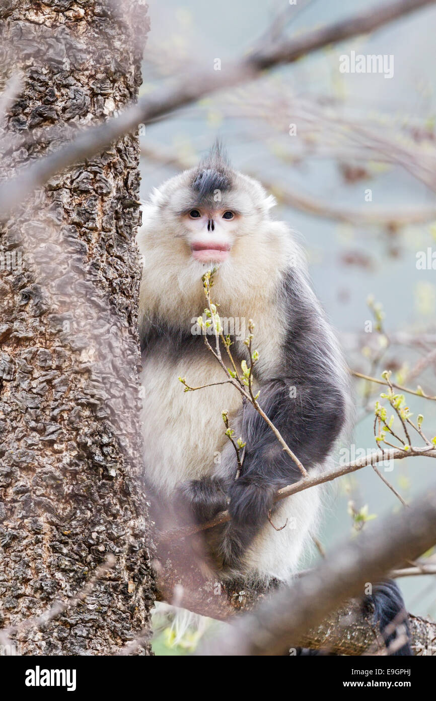 Schwarzer stupsnase affe rhinopithecus bieti -Fotos und -Bildmaterial ...