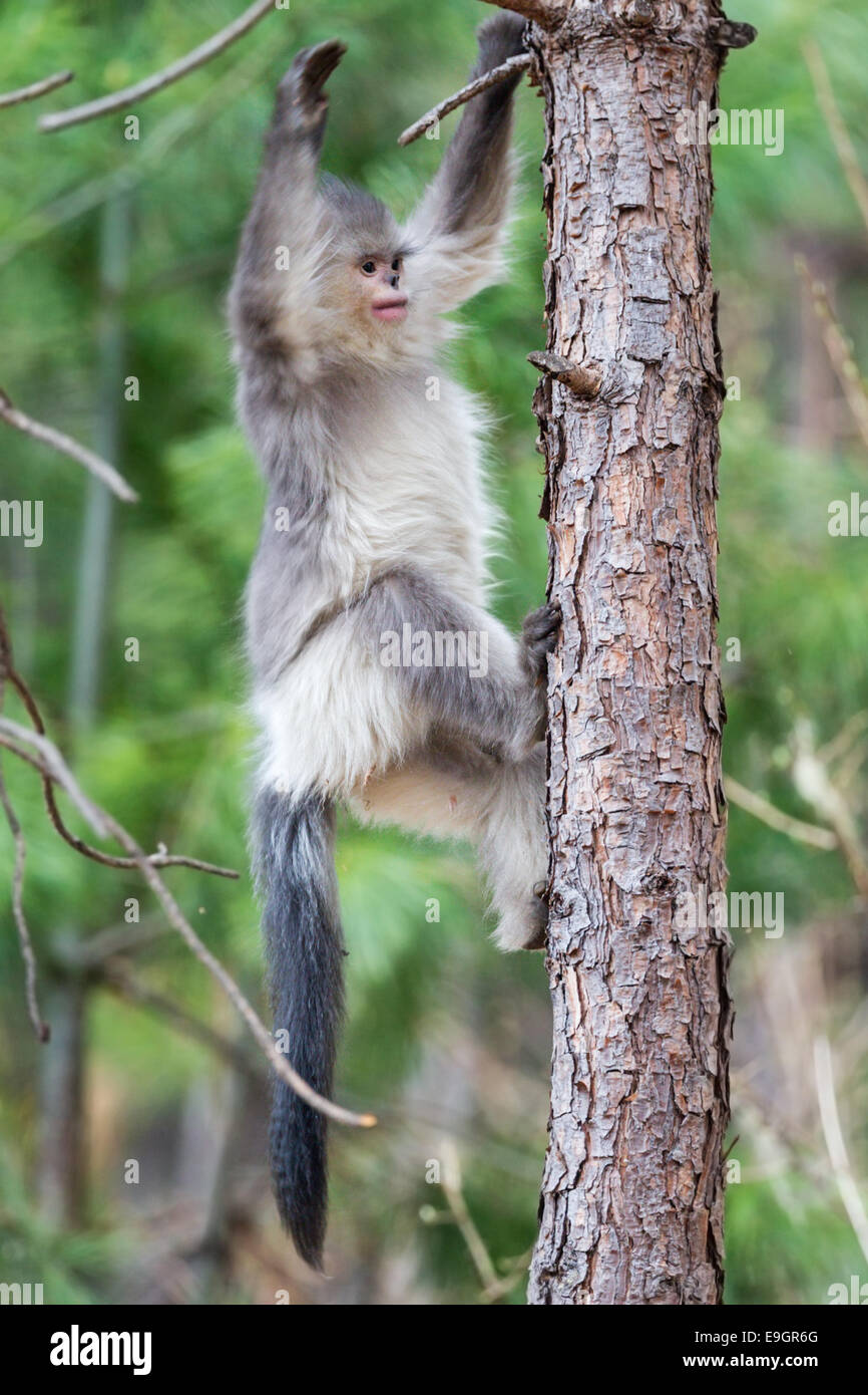 Schwarzer stupsnase affe rhinopithecus bieti -Fotos und -Bildmaterial ...