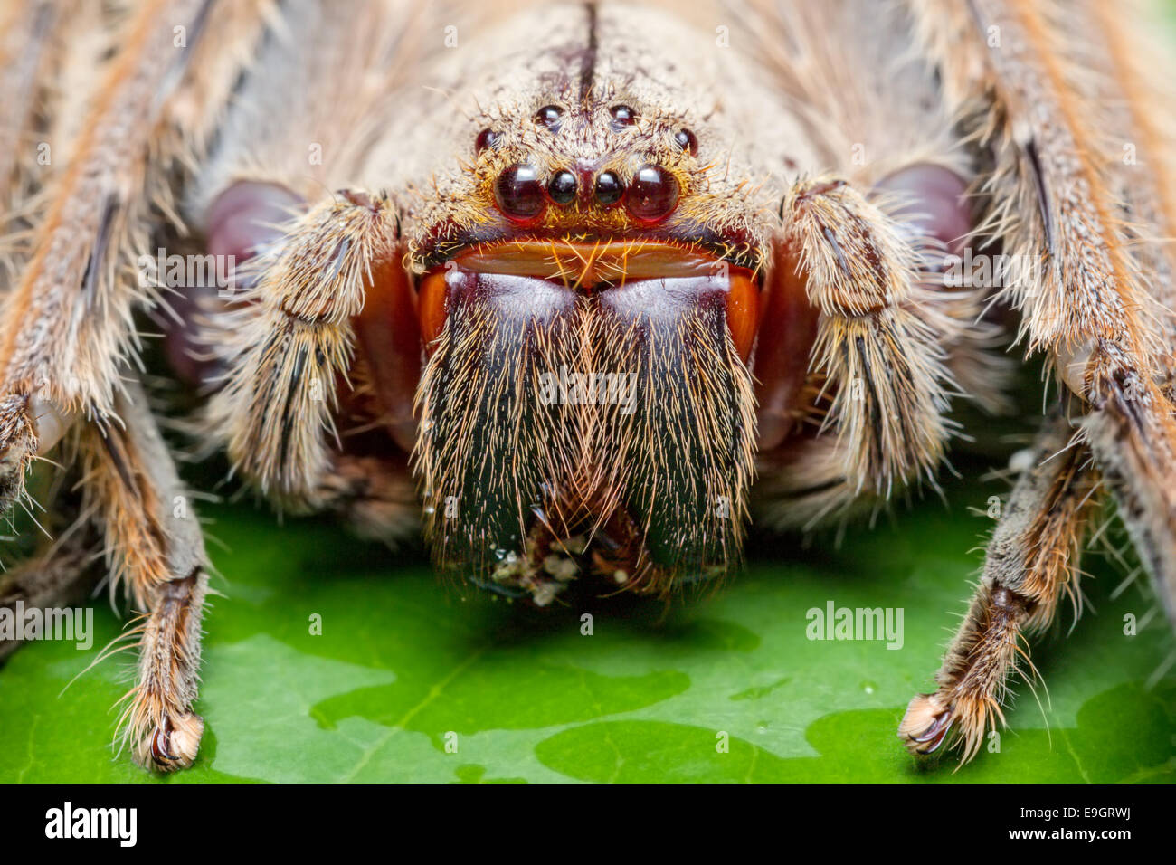 Huntsman Spinne (Heteropoda SP.) Fütterung auf einen Bug im tropischen ...