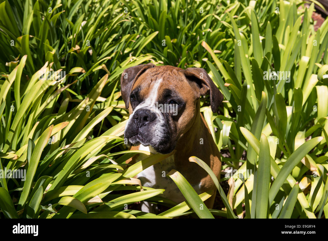 Deutscher hunderasse -Fotos und -Bildmaterial in hoher Auflösung – Alamy