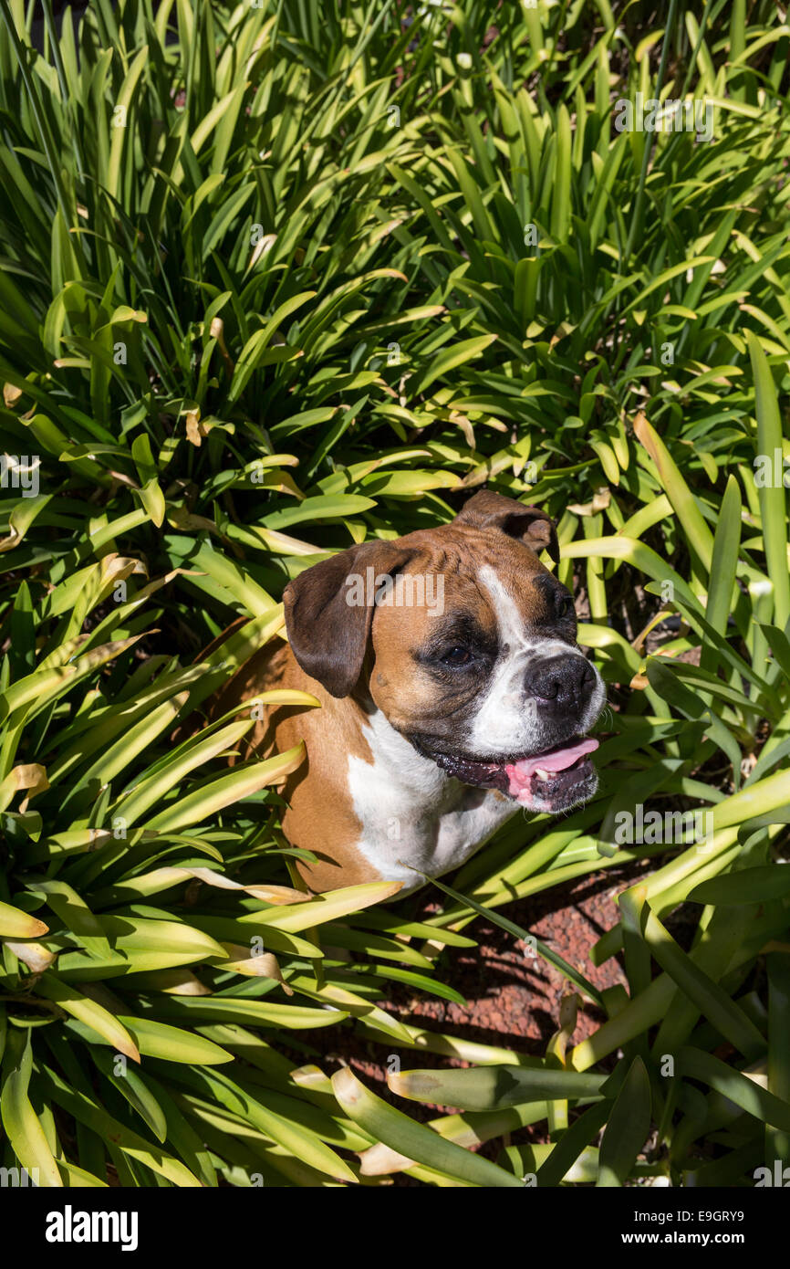 Molosser, Boxer, deutscher Boxer, Deutscher Boxer Hund Rasse ...