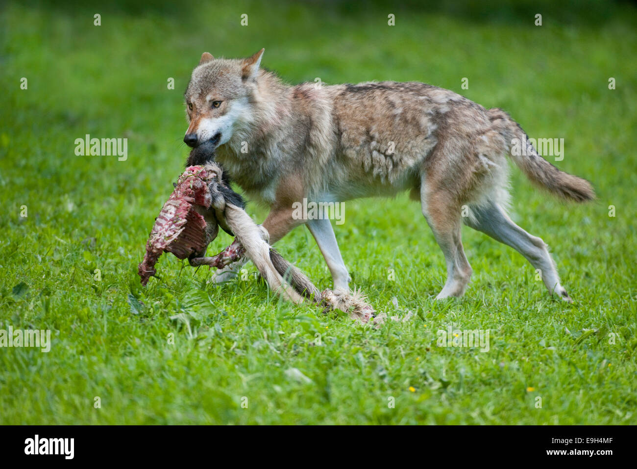 Wolf with prey -Fotos und -Bildmaterial in hoher Auflösung – Alamy