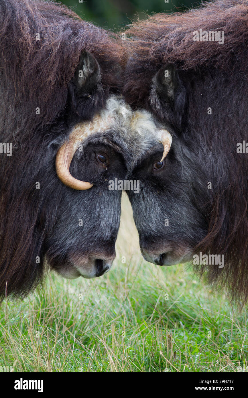 Moschus ochsen -Fotos und -Bildmaterial in hoher Auflösung – Alamy