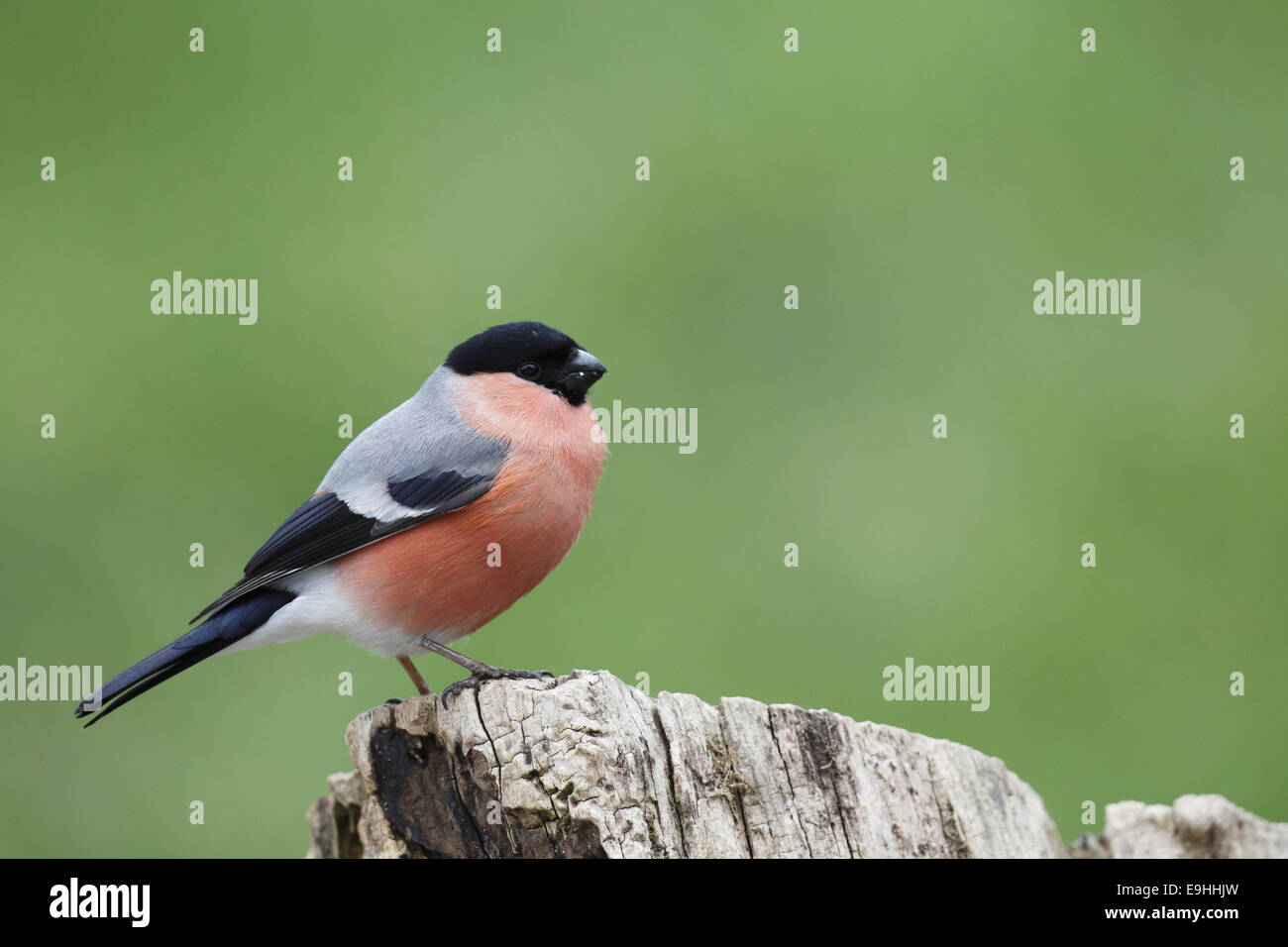 Weibchen gimpel -Fotos und -Bildmaterial in hoher Auflösung – Alamy
