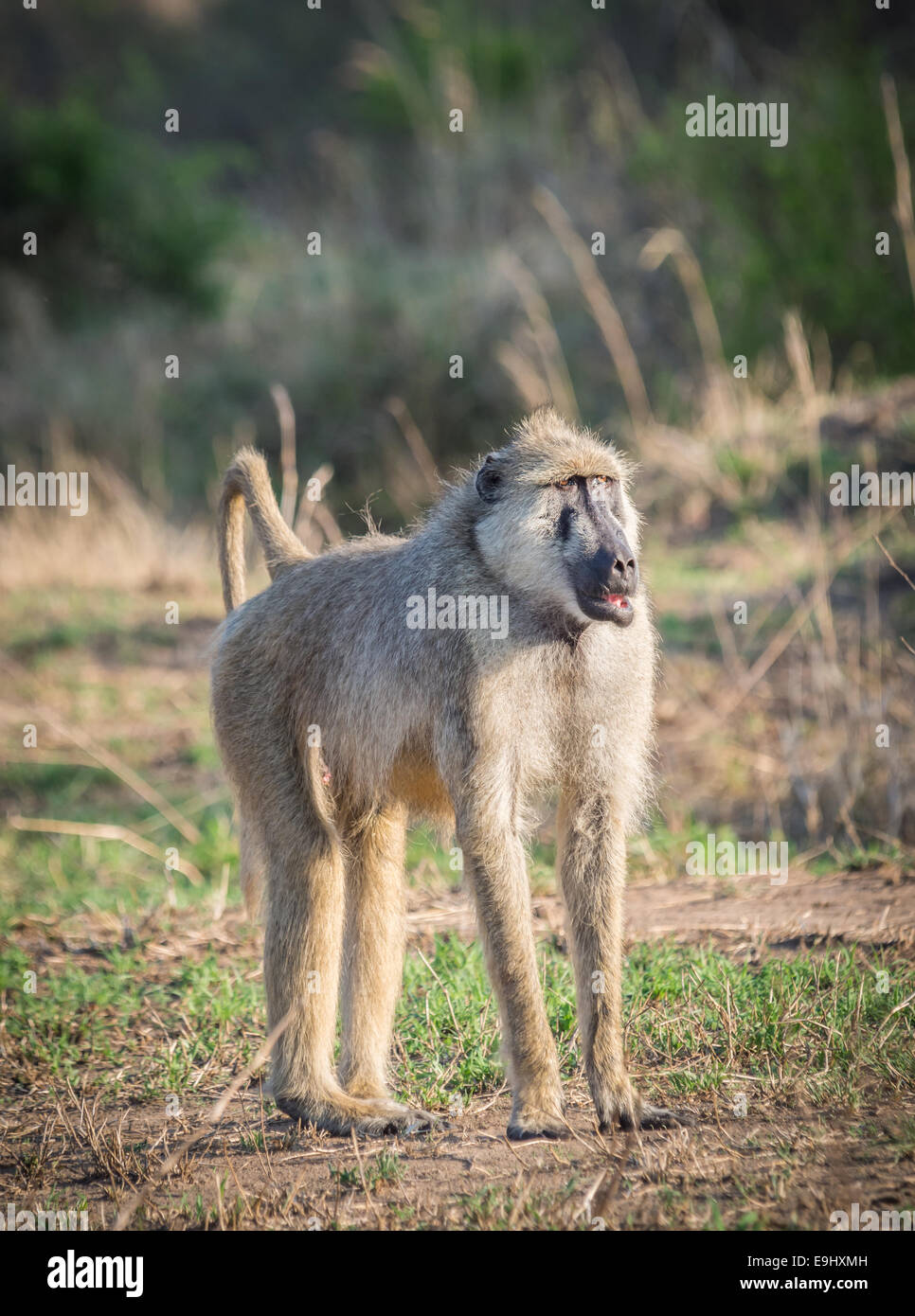 Pavian auf safari -Fotos und -Bildmaterial in hoher Auflösung – Alamy