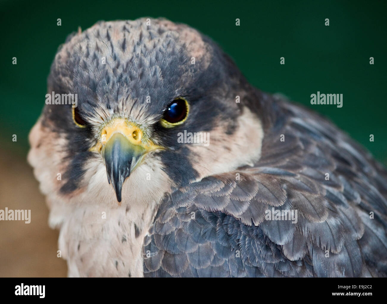 Barbary falcon (falco pelegrinoides) -Fotos und -Bildmaterial in hoher ...