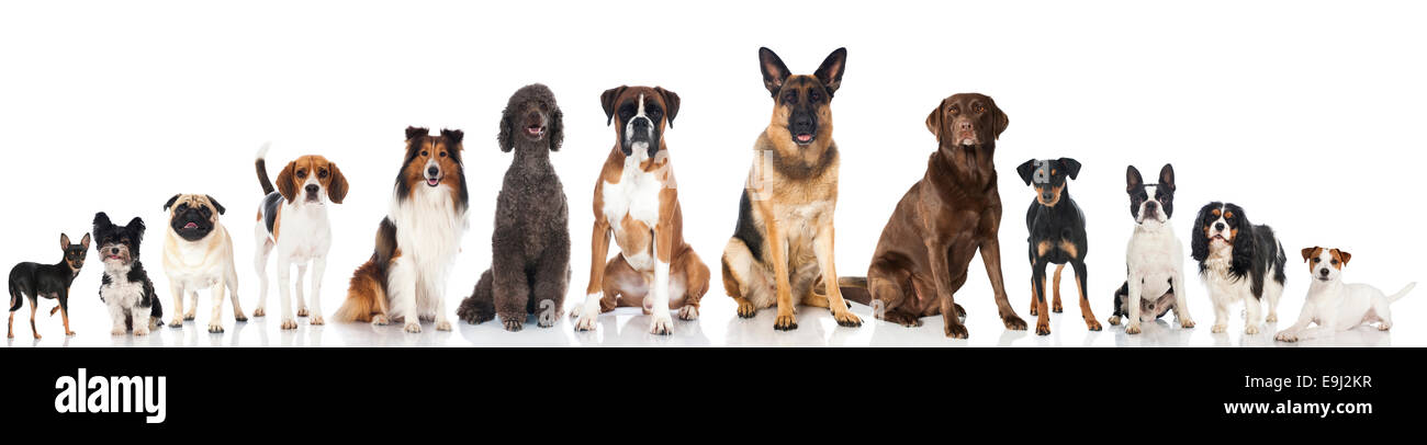 Gruppe von Hunderassen Stockfotografie - Alamy