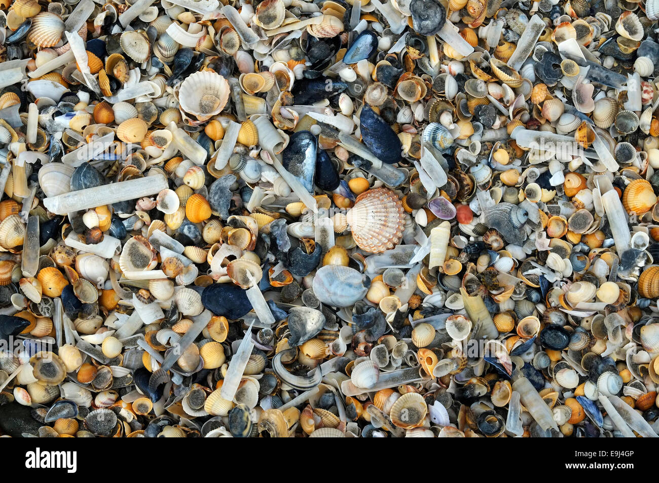 Verschiedene arten von muscheln -Fotos und -Bildmaterial in hoher ...