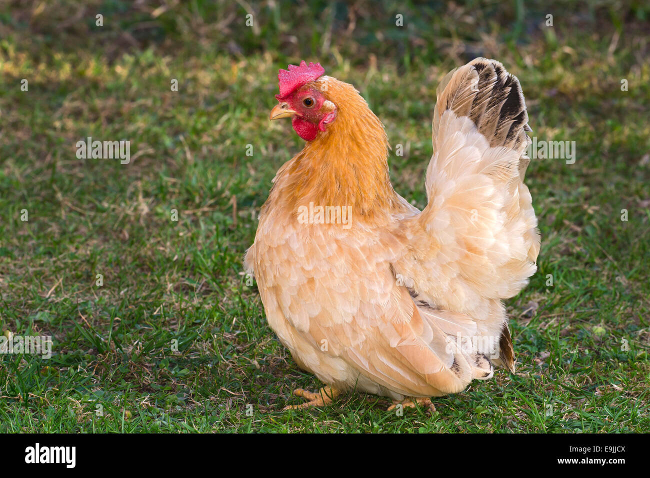 Chabo Hühner oder japanische Zwerg-Huhn, Schwaz, Tirol, Österreich ...