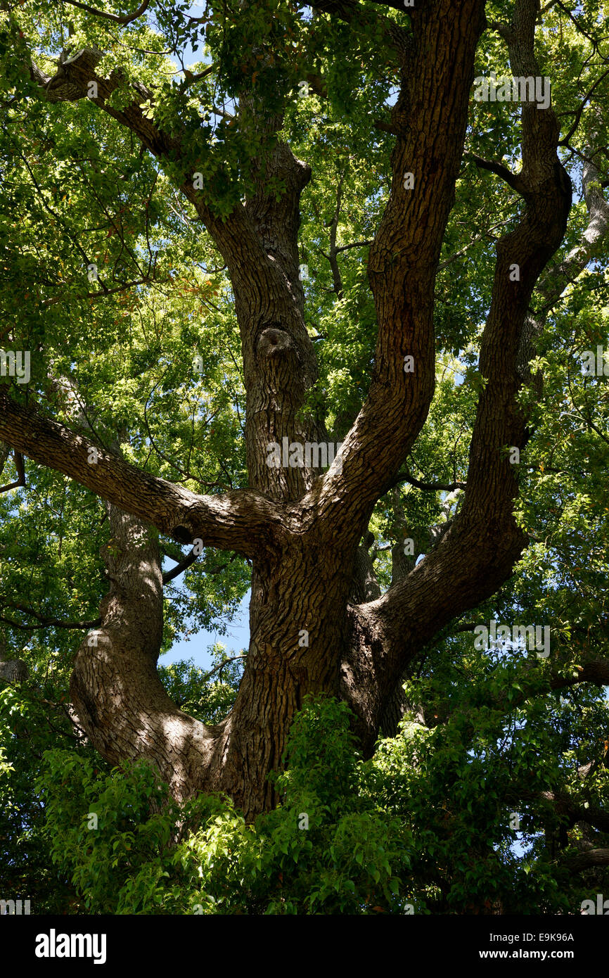 Cinnamomum Camphora (Kampfer-Baum, Camphorwood oder Kampfer Lorbeer ...