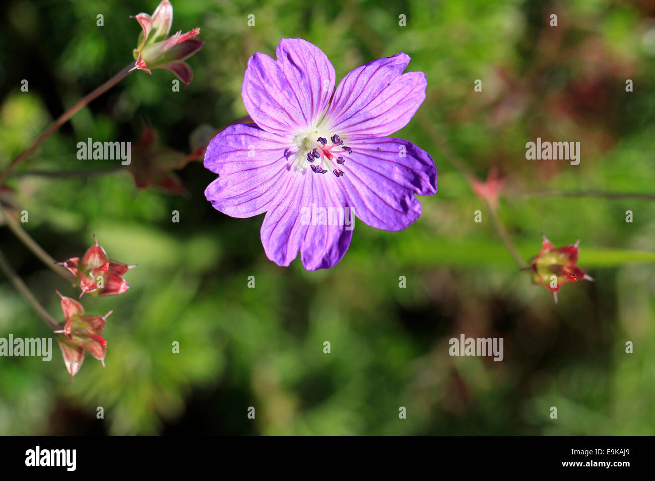 Geranium incanum -Fotos und -Bildmaterial in hoher Auflösung – Alamy