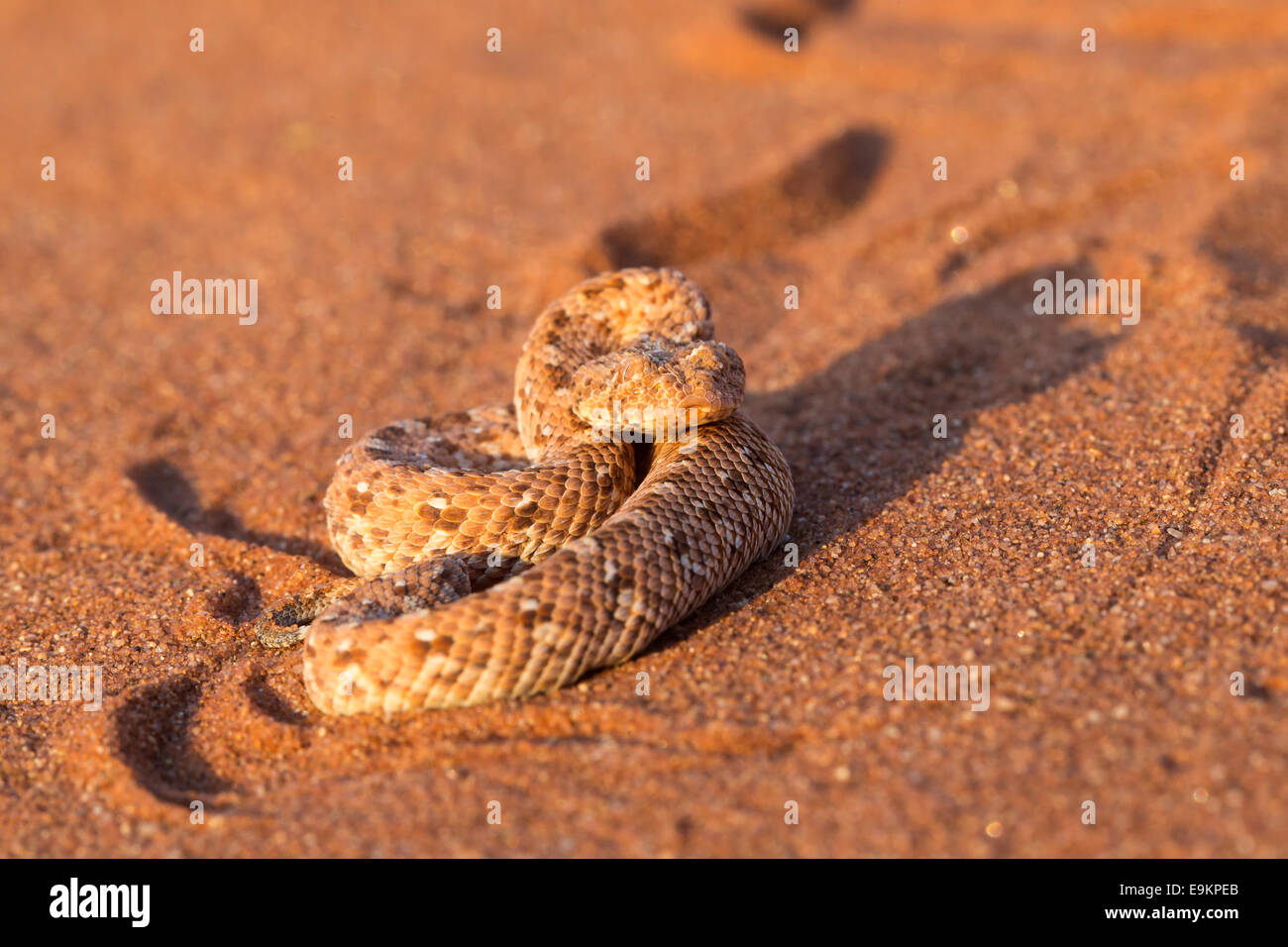 Puff adder african puff adder -Fotos und -Bildmaterial in hoher ...