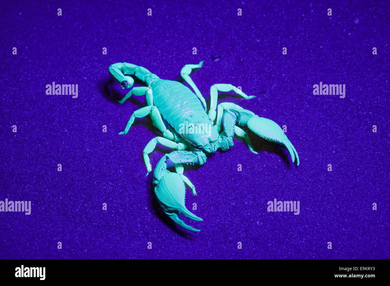 African scorpion -Fotos und -Bildmaterial in hoher Auflösung – Alamy