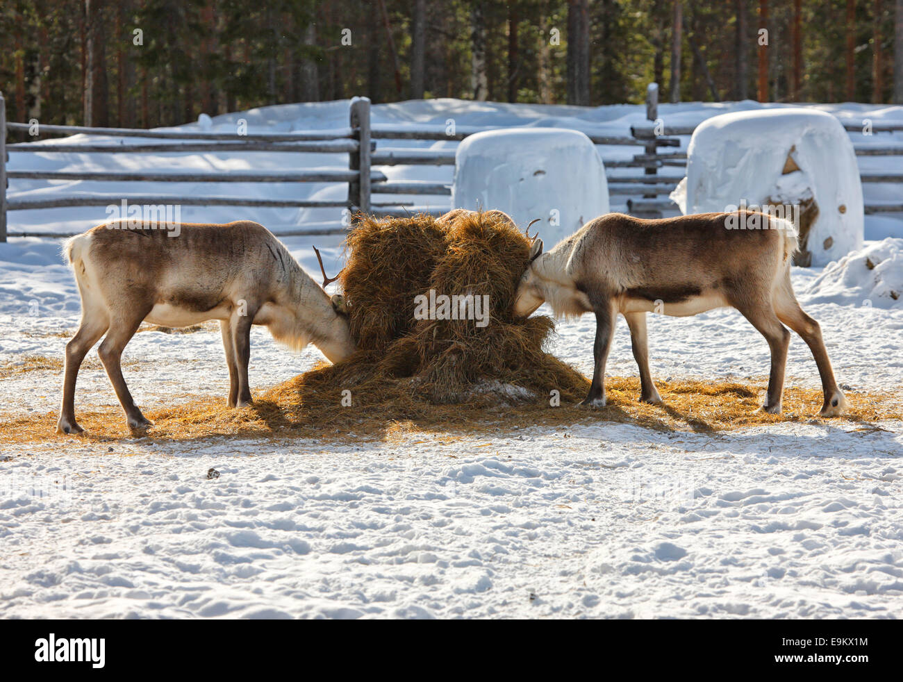 Essen lappland -Fotos und -Bildmaterial in hoher Auflösung – Alamy