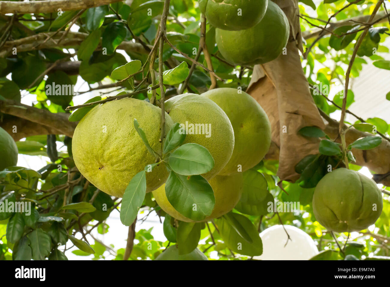 Pomelo Frucht am Baum Stockfotografie - Alamy