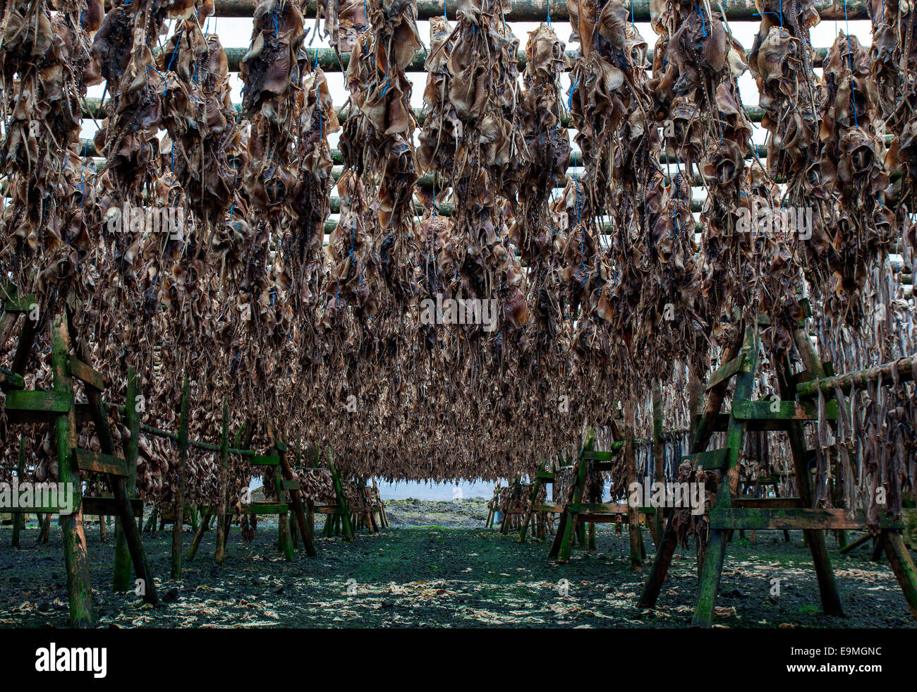 Fish drying outside iceland -Fotos und -Bildmaterial in hoher Auflösung ...