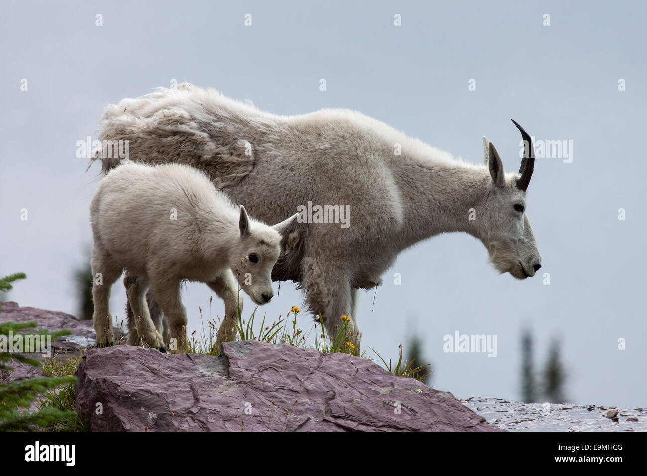 Eine wilde bergziege -Fotos und -Bildmaterial in hoher Auflösung – Alamy