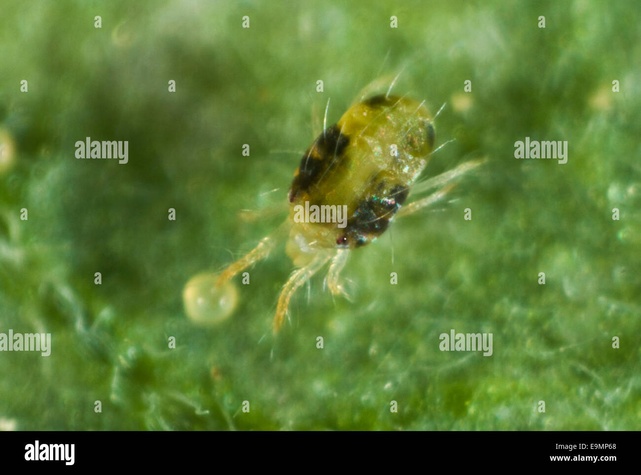 Zwei spotted oder rote spinnmilbe -Fotos und -Bildmaterial in hoher ...